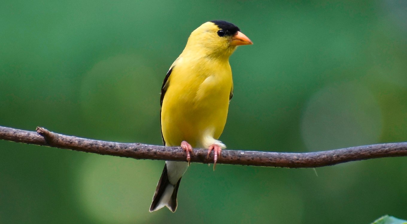 KAYTEE Seed & Suet No Mess Peanut Wild Bird Food, 10-lb bag - Chewy.com