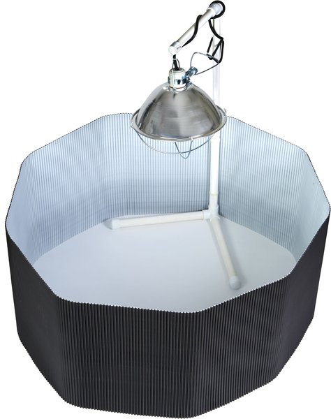 Out of Stock - LITTLE GIANT Chick Brooder Kit - Chewy.com