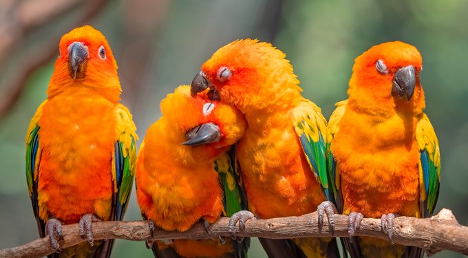 KAYTEE Exact Hand Feeding Formula Baby Macaw Food, 5-lb bag - Chewy.com