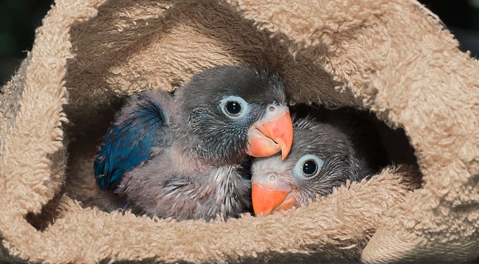 KAYTEE Exact Hand Feeding Formula Baby Macaw Food, 5-lb bag - Chewy.com