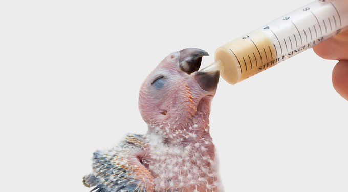 KAYTEE Exact Hand Feeding Formula Baby Macaw Food, 5-lb bag - Chewy.com