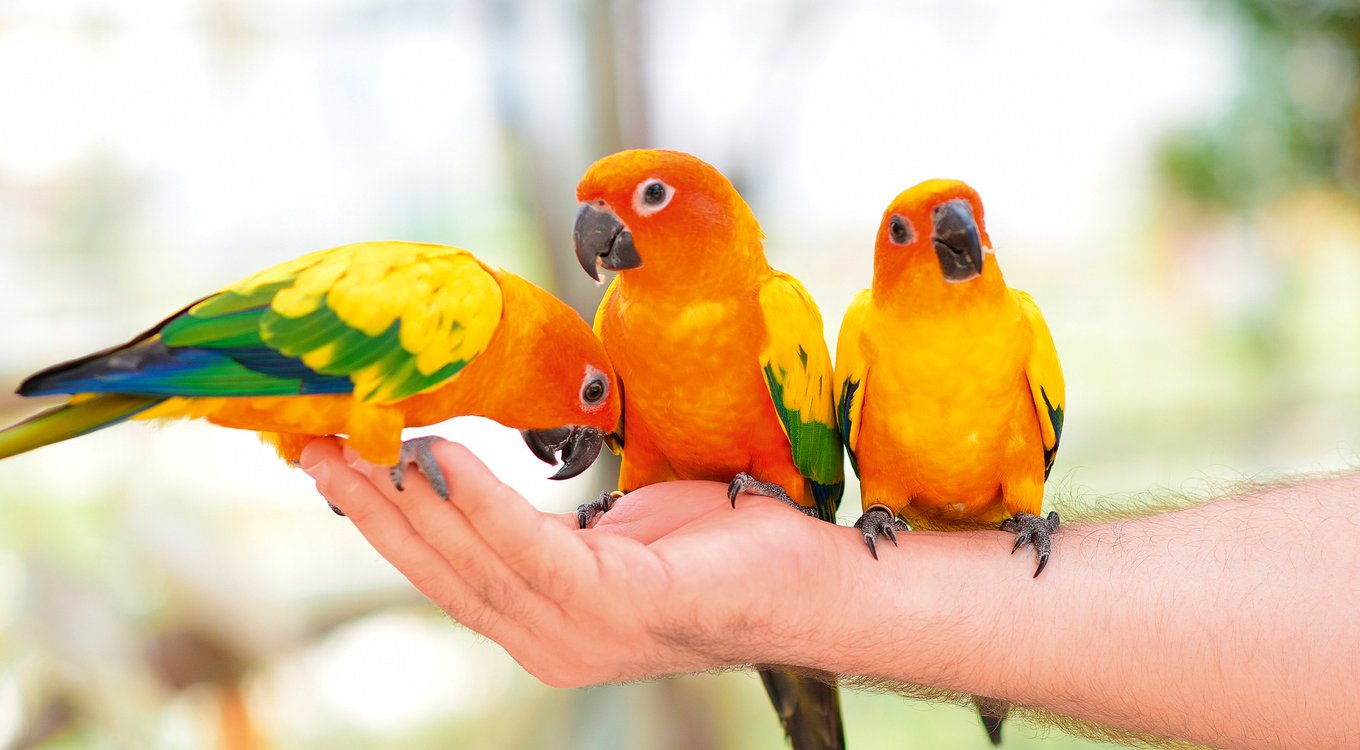 KAYTEE Supreme Parrot Food, 20-lb bag - Chewy.com