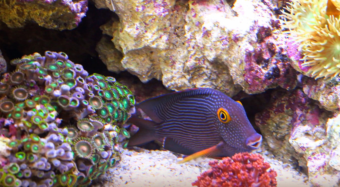 CORALIFE LED BioCube Aquarium Kit, 16-gal - Chewy.com