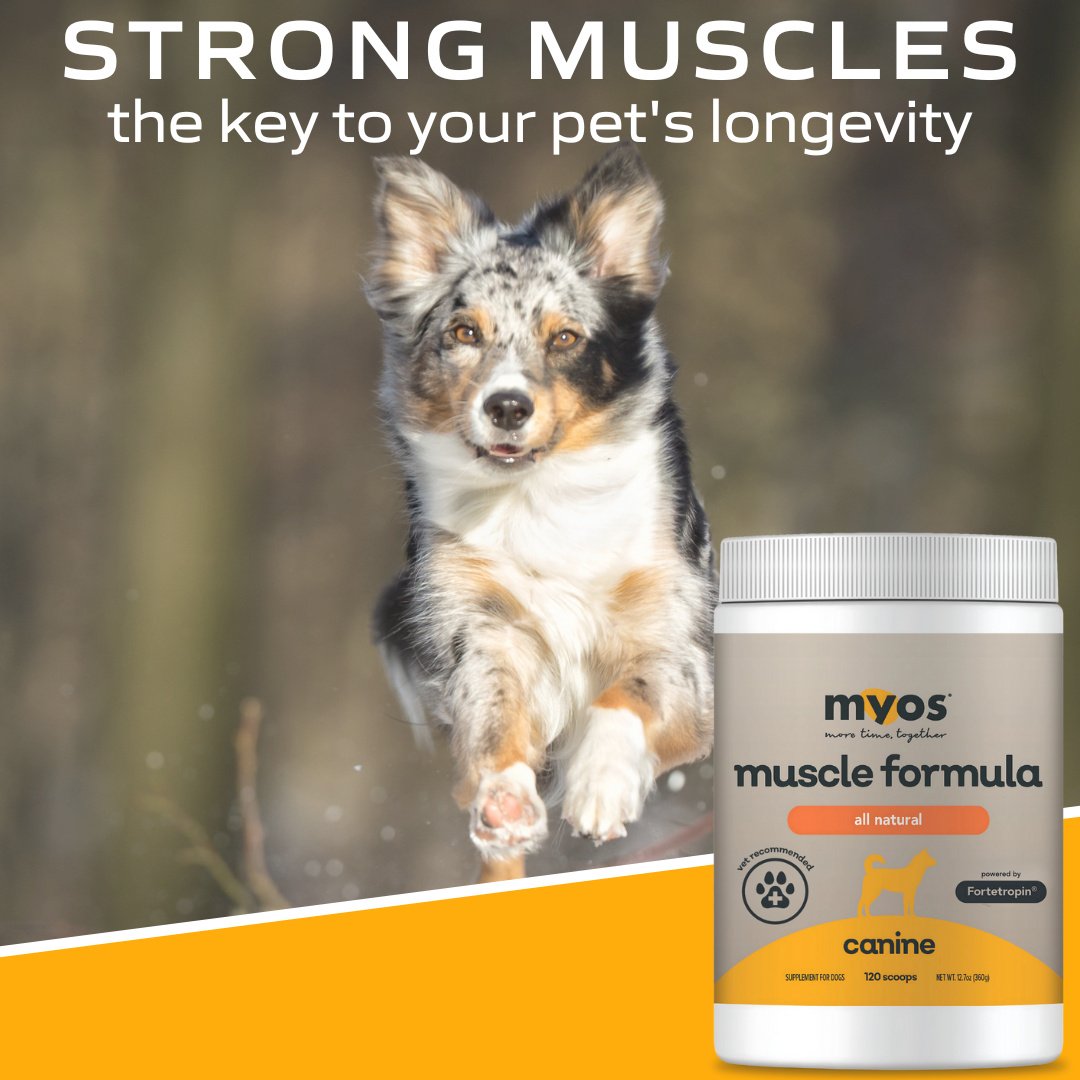 MYOS Canine Muscle Formula Dog Supplement, 12.7-oz - Chewy.com