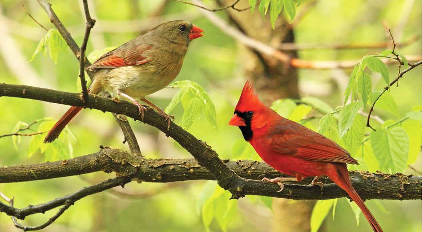 PENNINGTON Pride Squirrel & Critter Bird Food Blend, 10-lb bag - Chewy.com