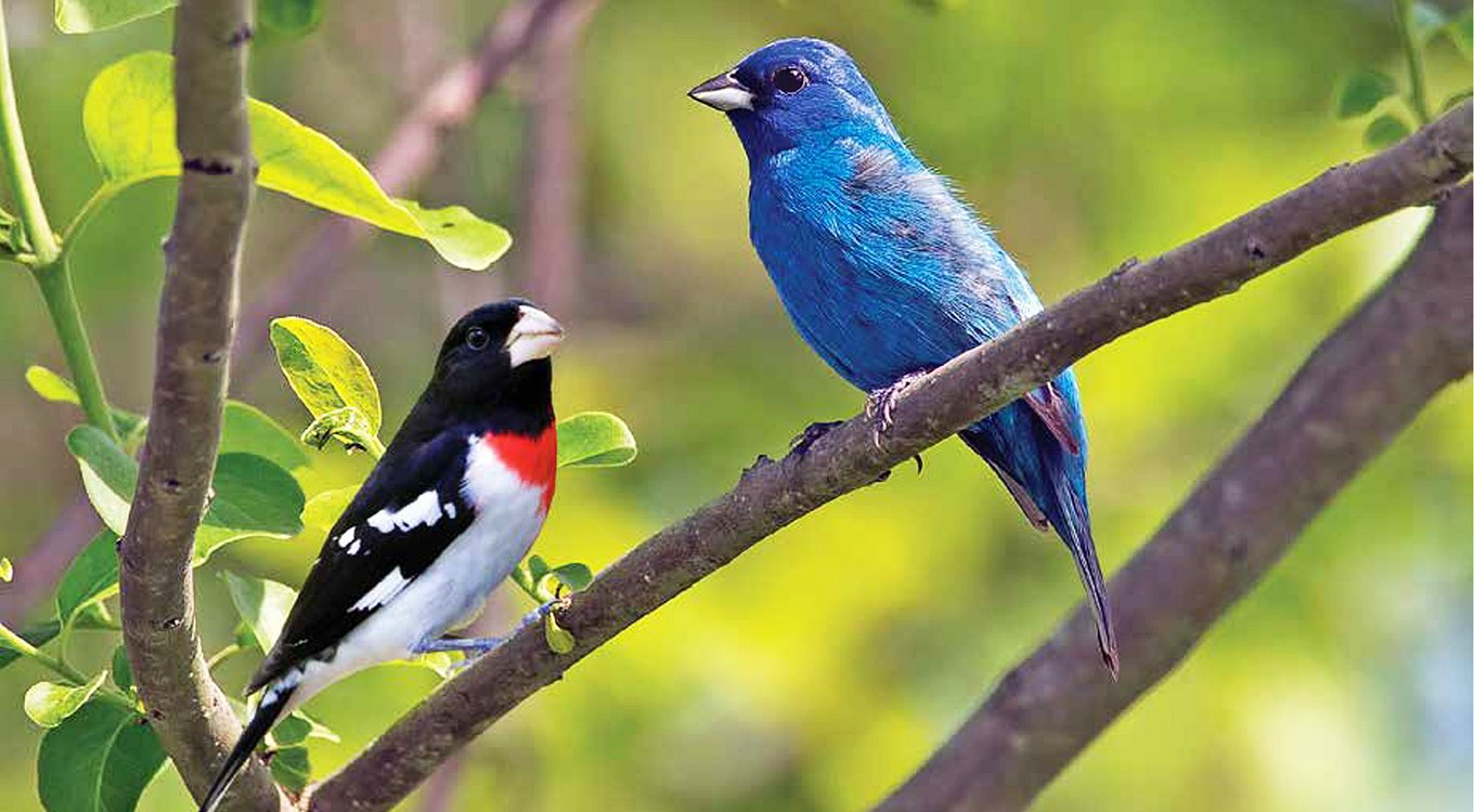 PENNINGTON Pride Squirrel & Critter Bird Food Blend, 10-lb bag - Chewy.com