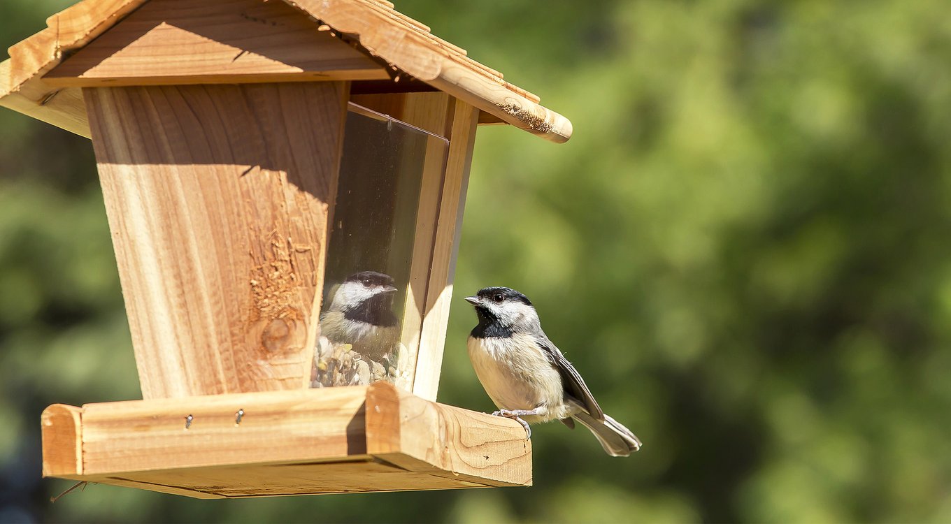 PENNINGTON Pride Squirrel & Critter Bird Food Blend, 10-lb bag - Chewy.com