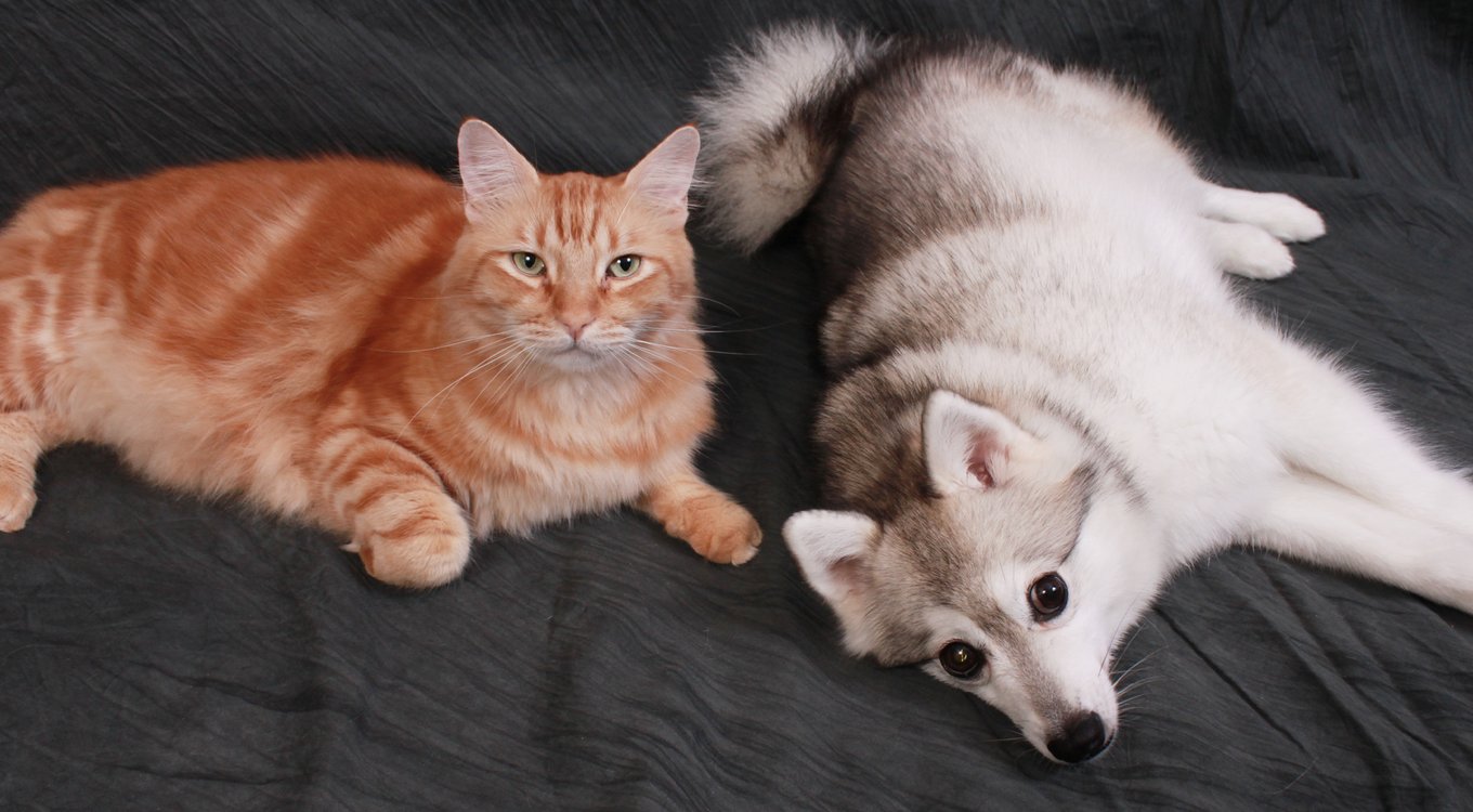 NEXT GEN PET PRODUCTS Pet Products Green Tea Fresh Unscented Clumping ...