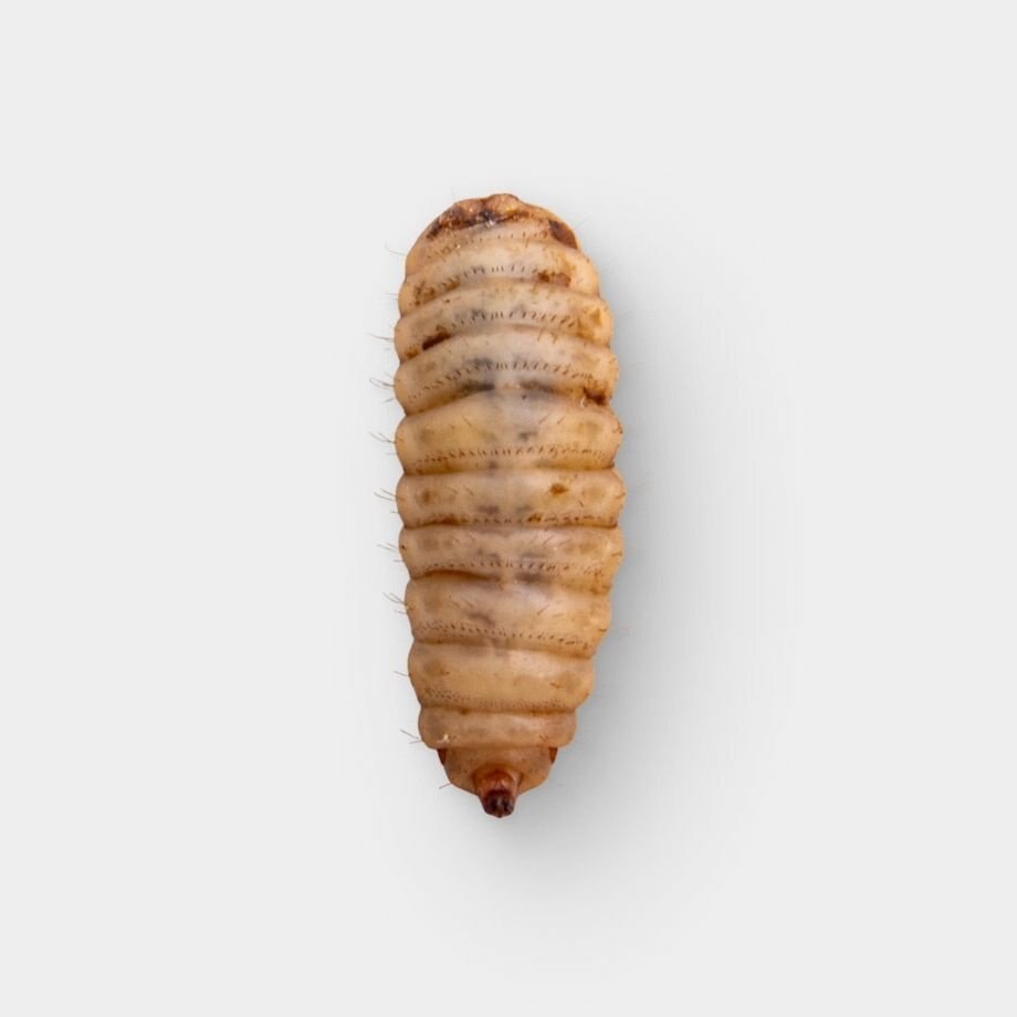 Live Feeder Bugs & Insects | Chewy