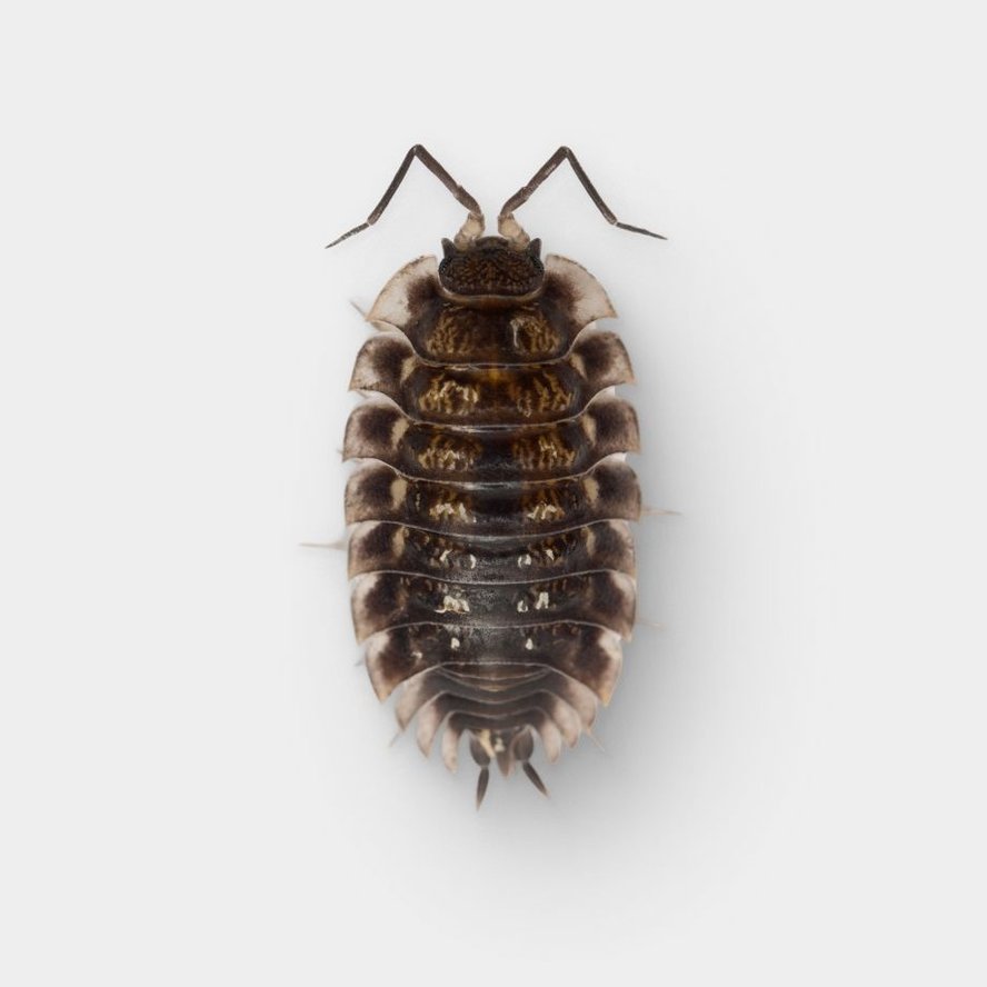 Live Feeder Bugs & Insects | Chewy