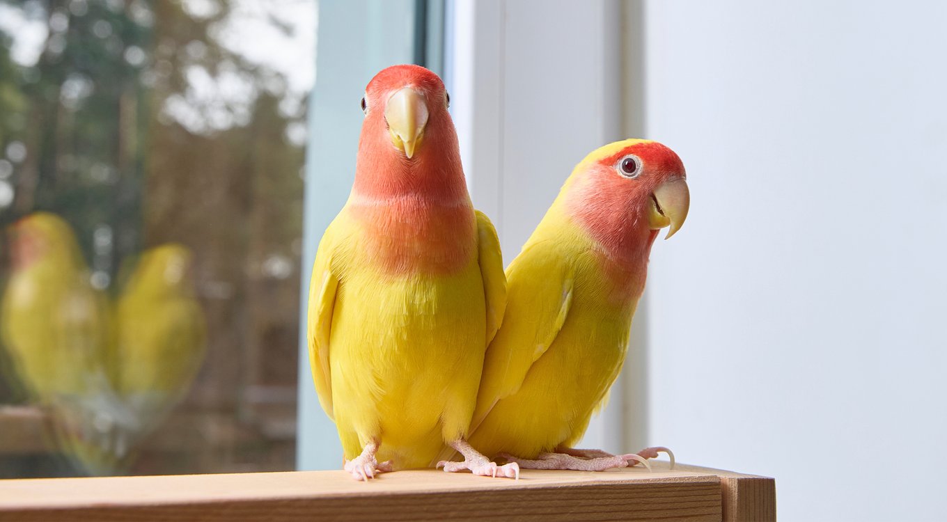 KAYTEE Fiesta Variety Mix Parakeet Food, 4.5-lb bag - Chewy.com