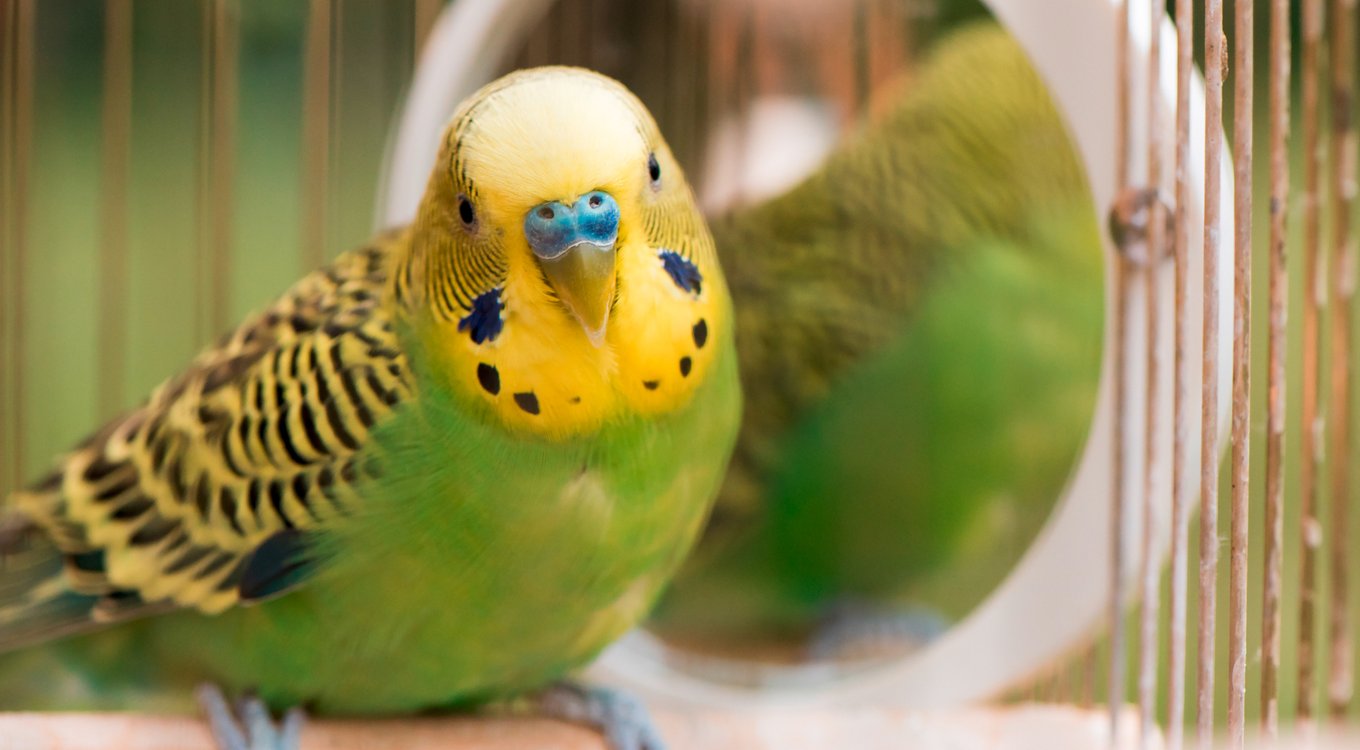 KAYTEE Fiesta Variety Mix Parakeet Food, 4.5-lb bag - Chewy.com