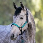 STUBBEN Reflective Horse Stable Halter, Blue, Cob - Chewy.com