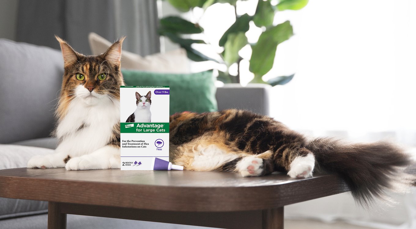 ADVANTAGE Topical Flea Prevention for Small Cats, 2-9 lbs, 2-Monthly ...