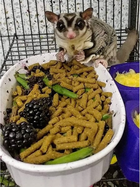 EXOTIC NUTRITION Premium Insectivore Diet, 2.5-lb bag - Chewy.com