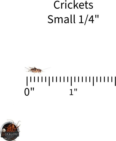 ABDRAGONS Live Crickets Reptile Food, Small, 1000 count - Chewy.com