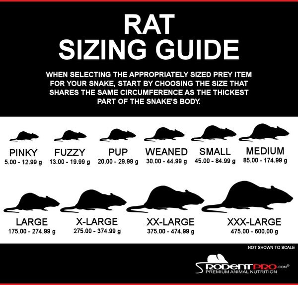 RODENT PRO Frozen Reptile Food, Fuzzy Rats, 25 count - Chewy.com