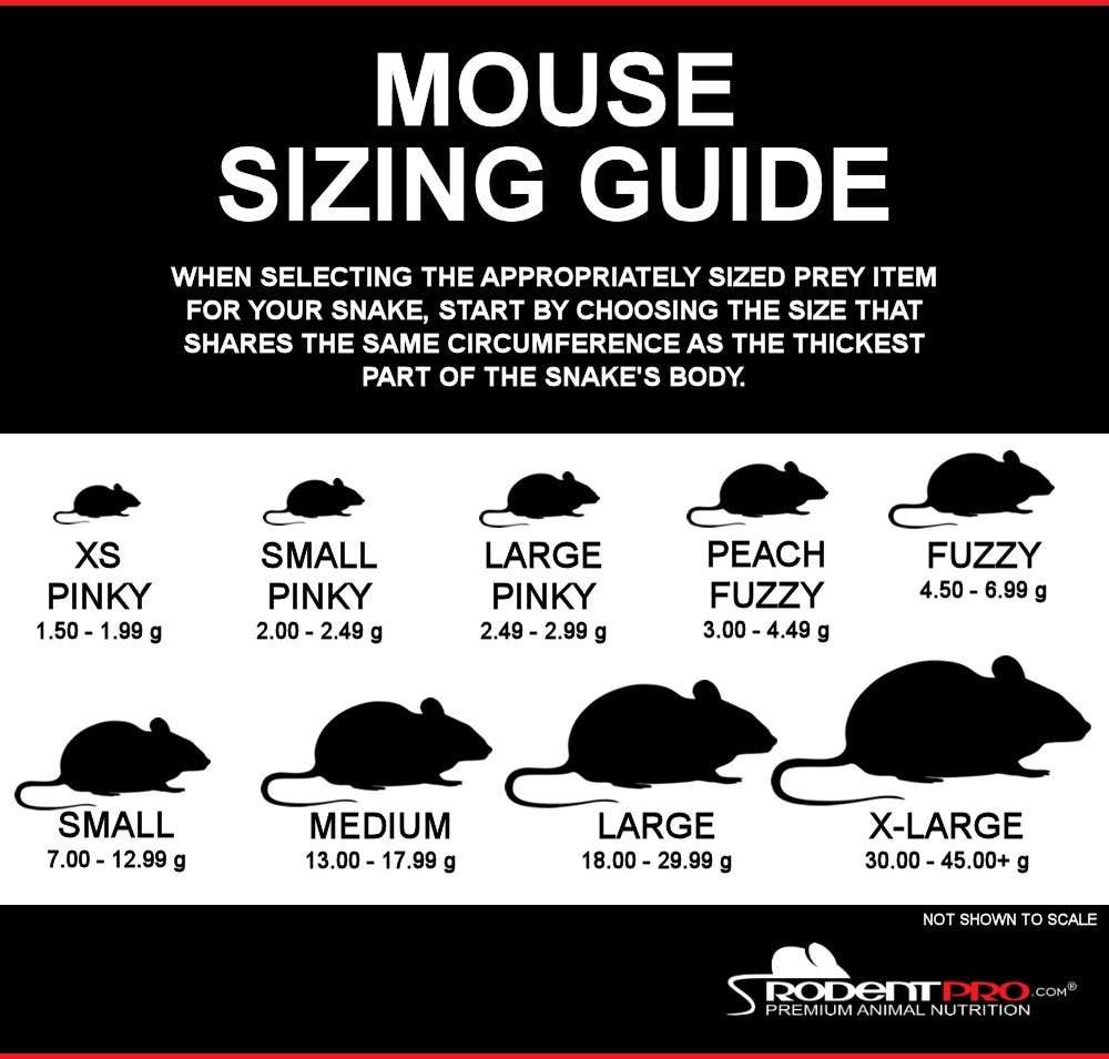 RODENT PRO Frozen Reptile Food, Large Mice, 50 count - Chewy.com