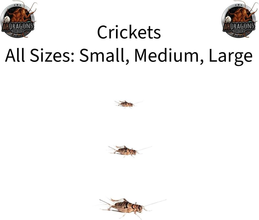 ABDRAGONS Live Crickets Reptile Food, Small, 1000 count - Chewy.com