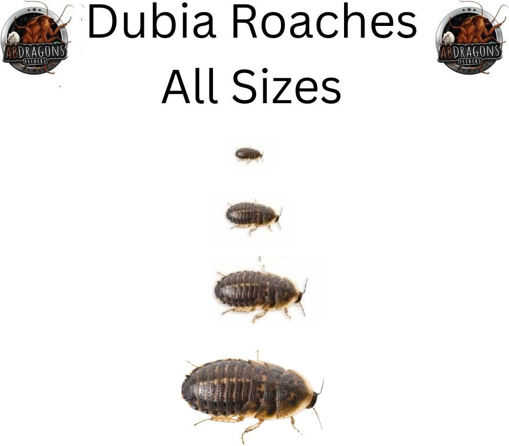ABDRAGONS Live Dubia Roaches Reptile, Bird, Fish & Small Pet Food ...