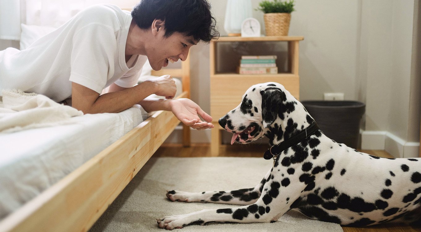 KRADLE Chicken Flavored Quick Calm Melts Broad Spectrum Hemp Extract ...