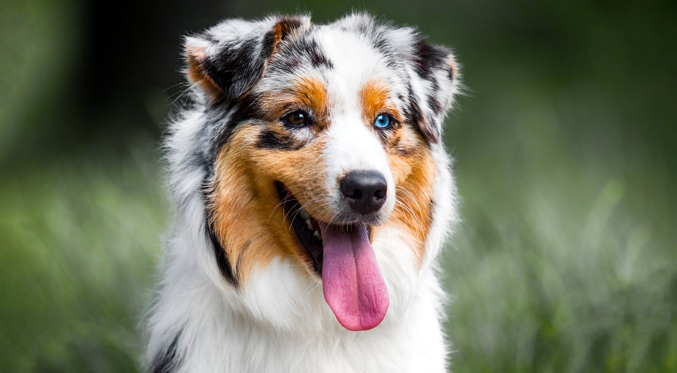 VITAL ESSENTIALS Freeze-Dried Raw Pork Entree & Mixer Soft Nibs Dog ...