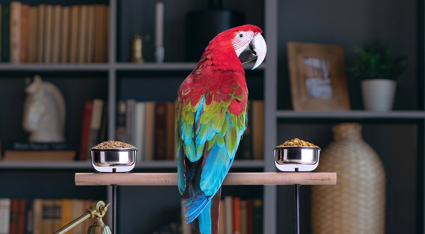 KAYTEE Exact Rainbow Parrot & Conure Bird Food, 4-lb bag - Chewy.com