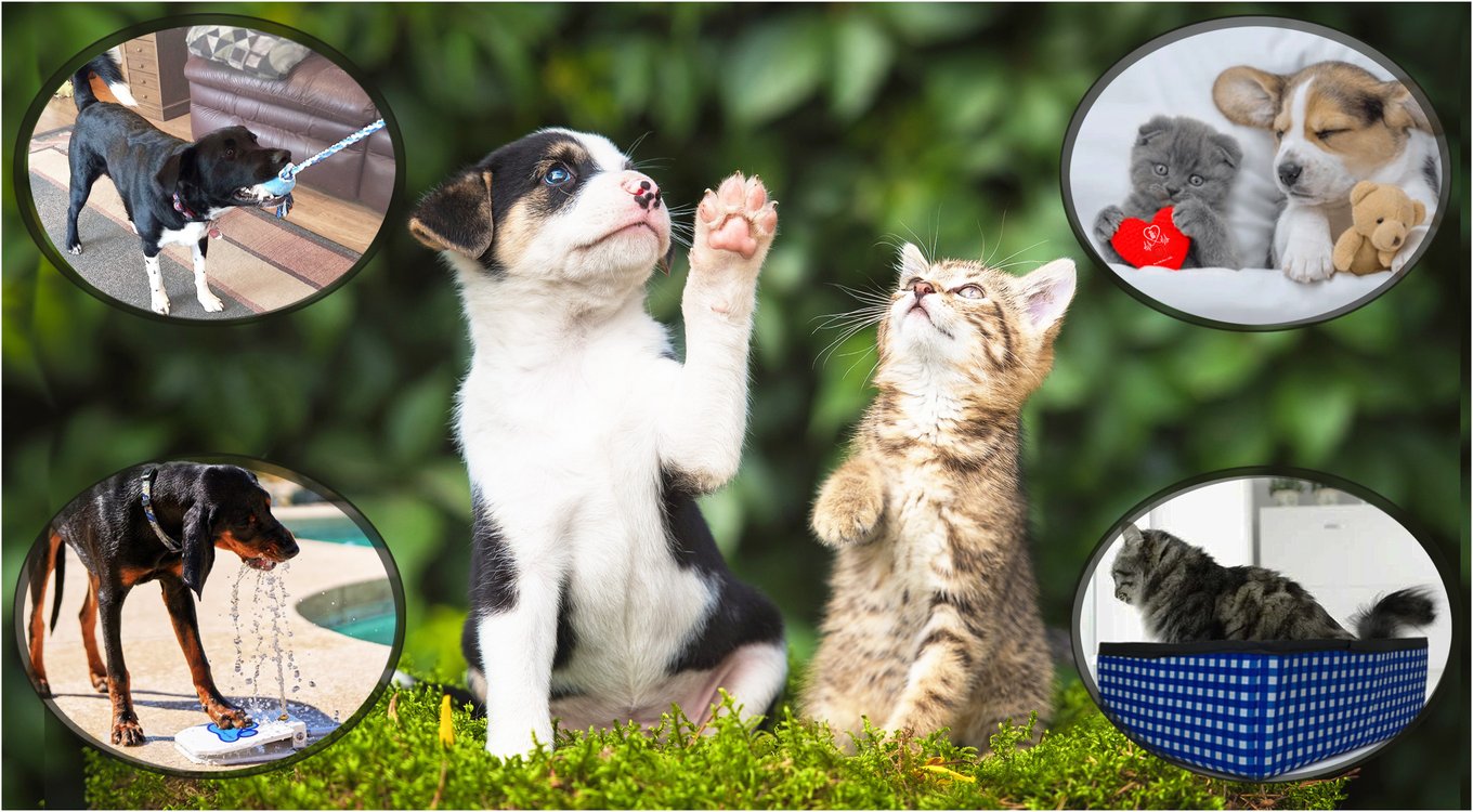 PET FIT FOR LIFE 2 Feather Wand Cat Toy, Red & Purple - Chewy.com