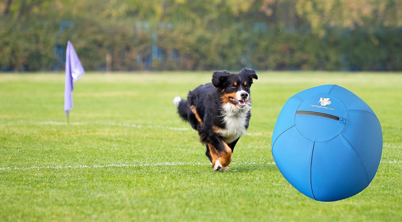 HERDING BUDDY Ball Dog Toy, Blue, 18-in - Chewy.com