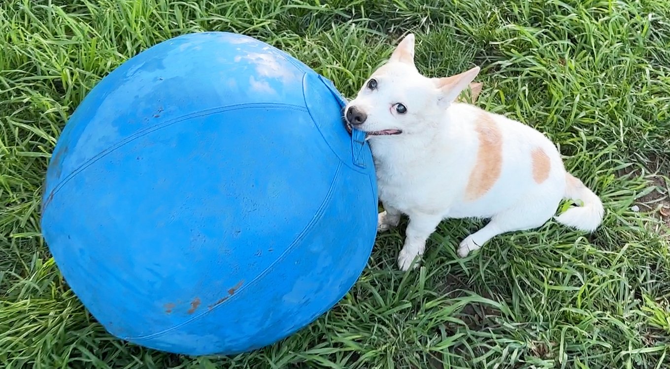 HERDING BUDDY Ball Dog Toy, Blue, 18-in - Chewy.com