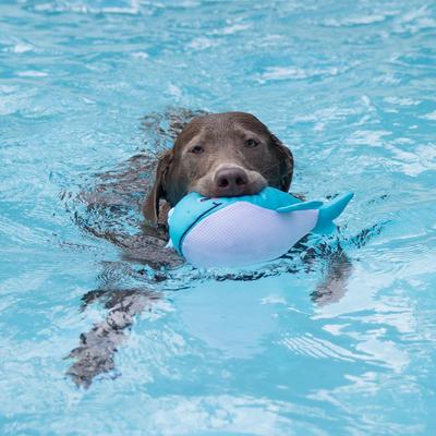 FRINGE STUDIO Splashy Floating Dog Toy - Chewy.com