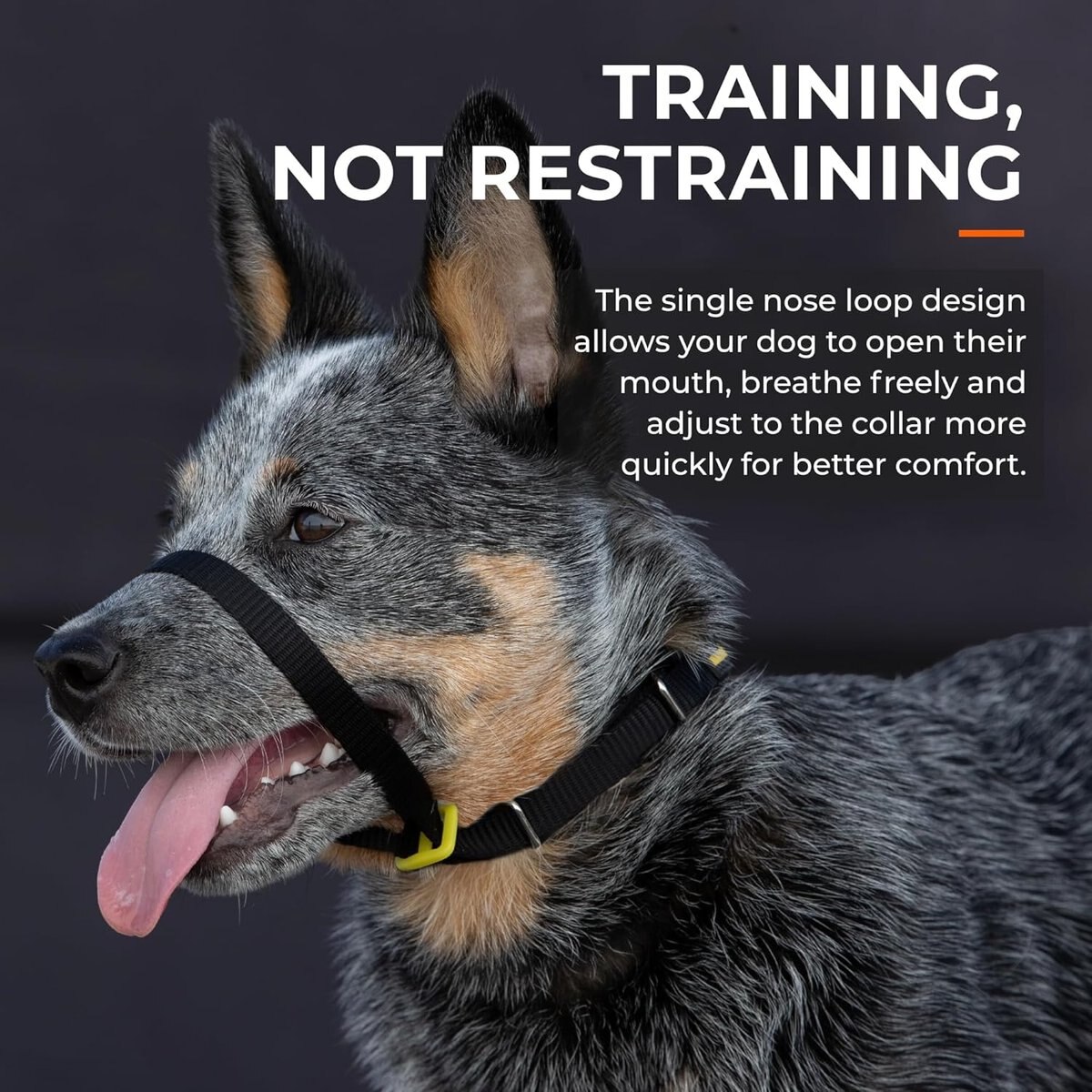 CANNY No Pull Padded Dog Training Head Collar, Blue, 5, Neck Size 17-19 ...