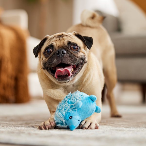 MULTIPET Minipet Hedgehog Squeaky Plush Dog Toy, Color Varies, 4-in, 1 ...