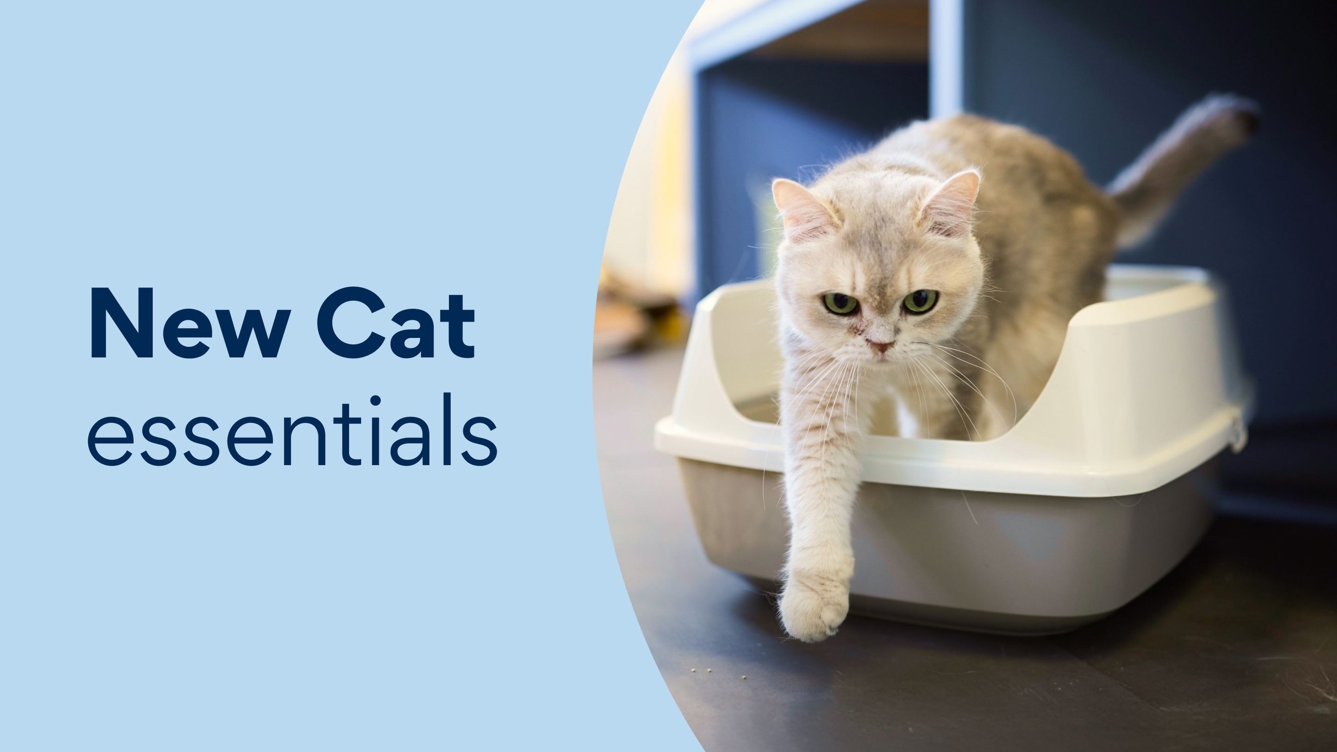 Cat Supplies: Cat Accessories & Products (Free Shipping) | Chewy