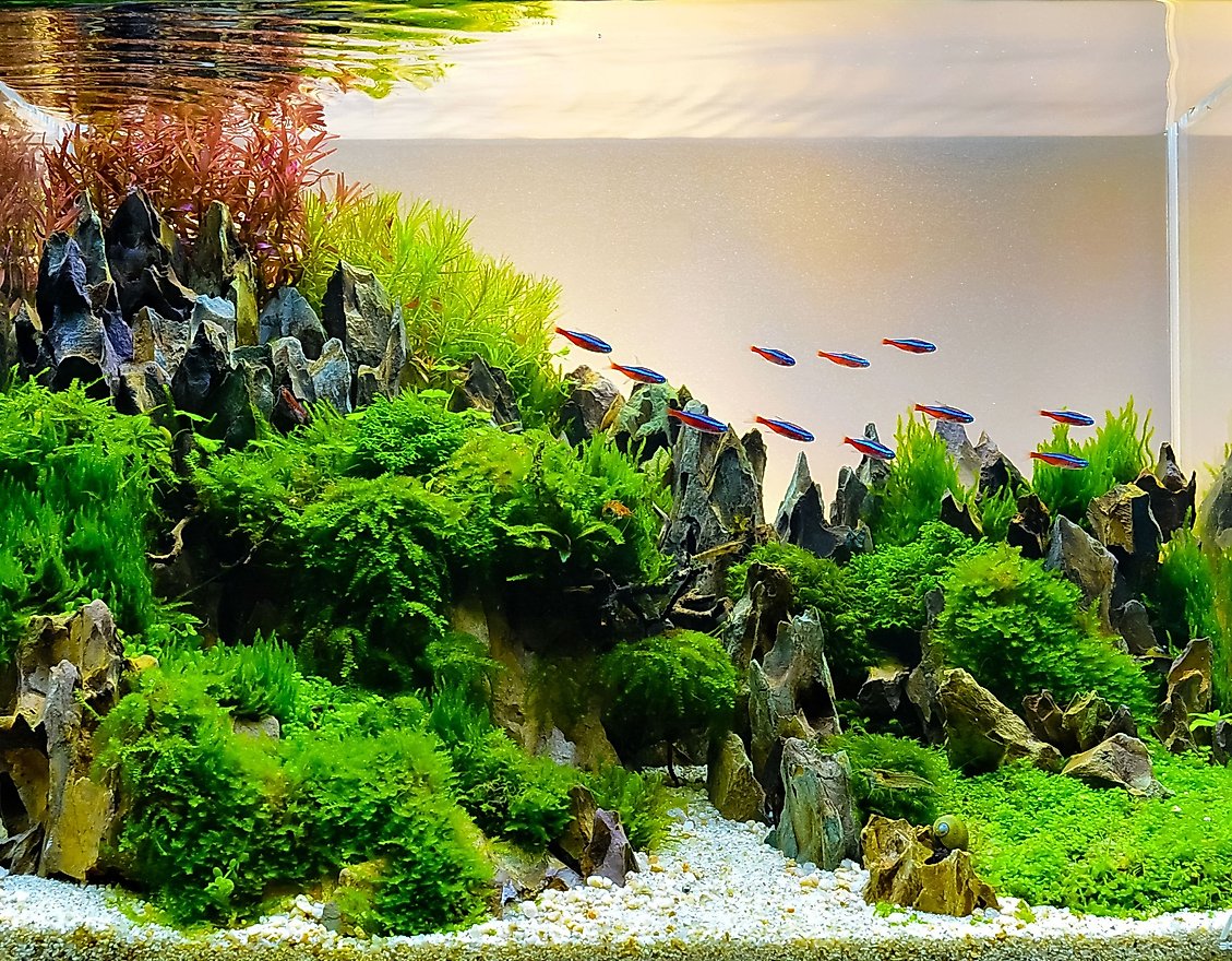 Freshwater Fish Aquarium & Fish Tank Supplies | Chewy