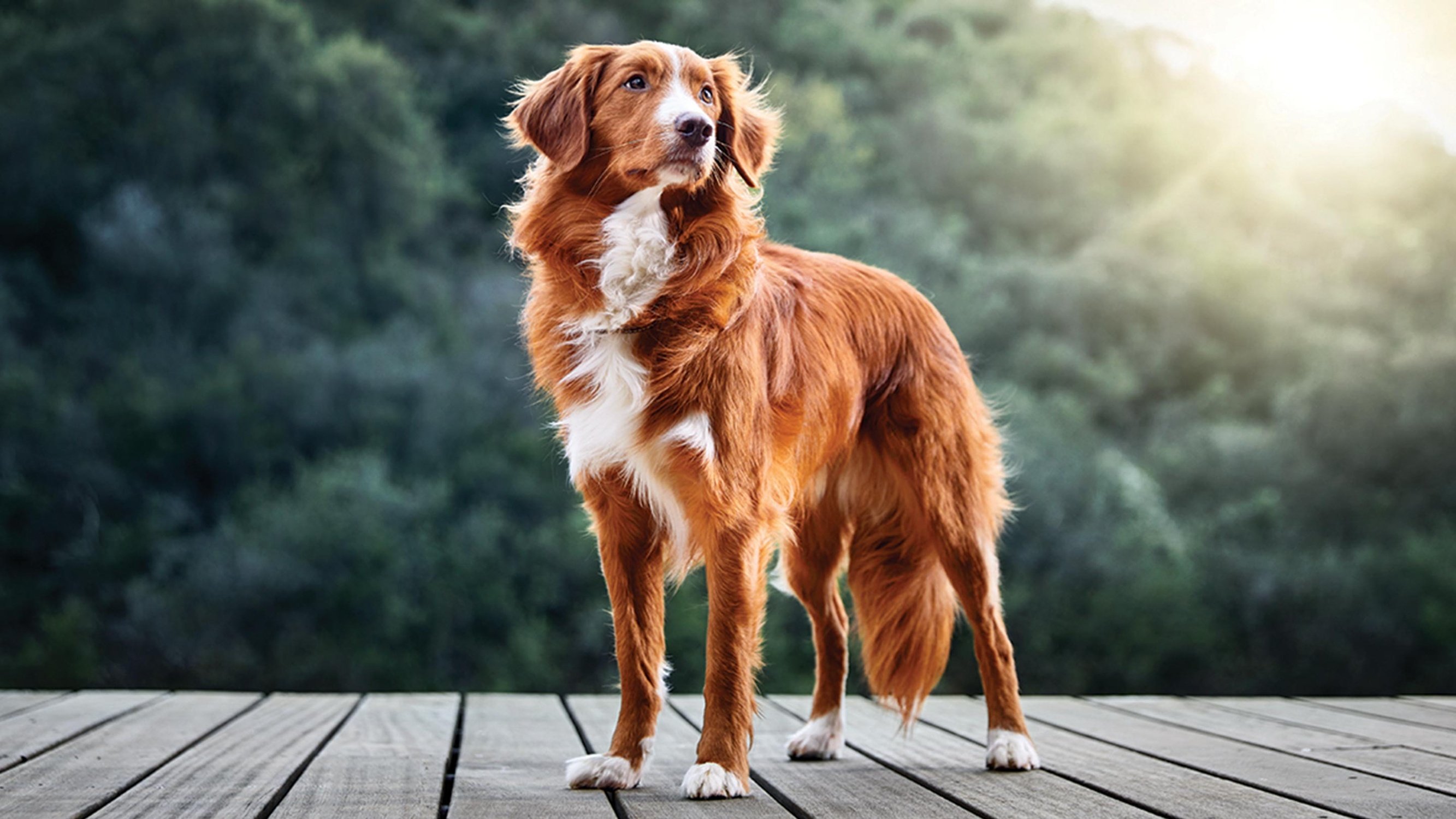 Purina Pro Plan Dog Food: Wet & Dry Dog Food | Chewy