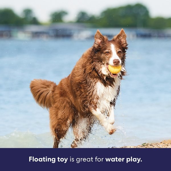 FRISCO Fetch Floating Rubber Ball Dog Toy, Large - Chewy.com