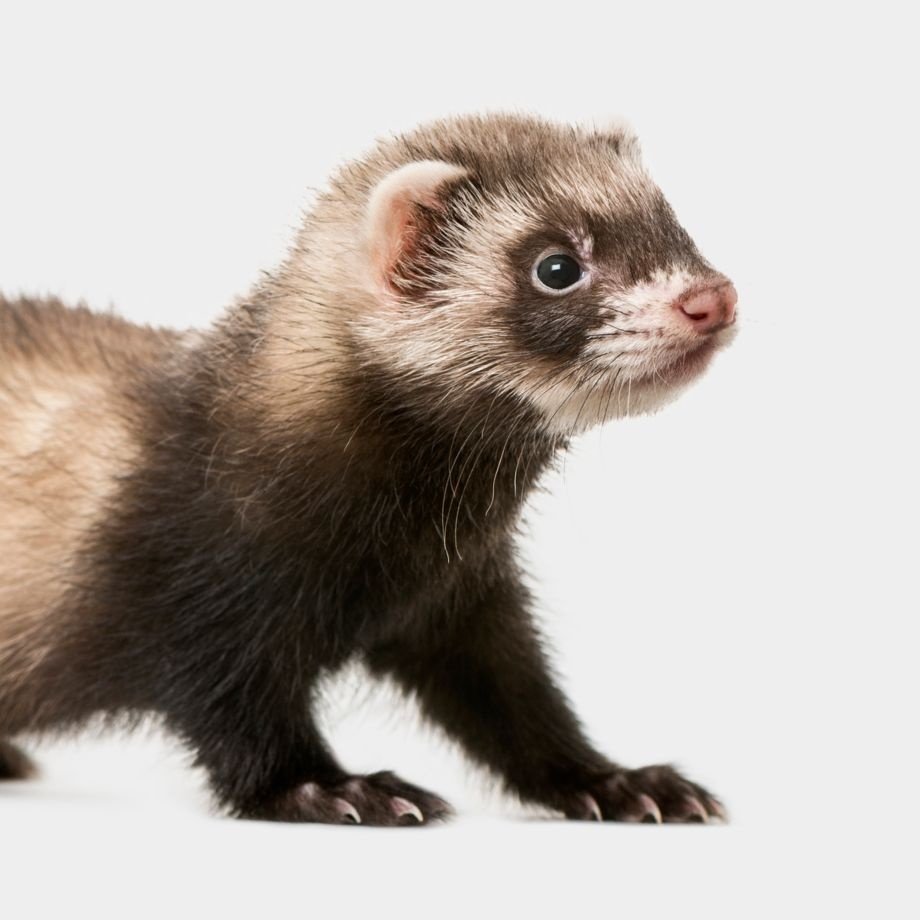 Small Animal Supplies & Accessories | Chewy