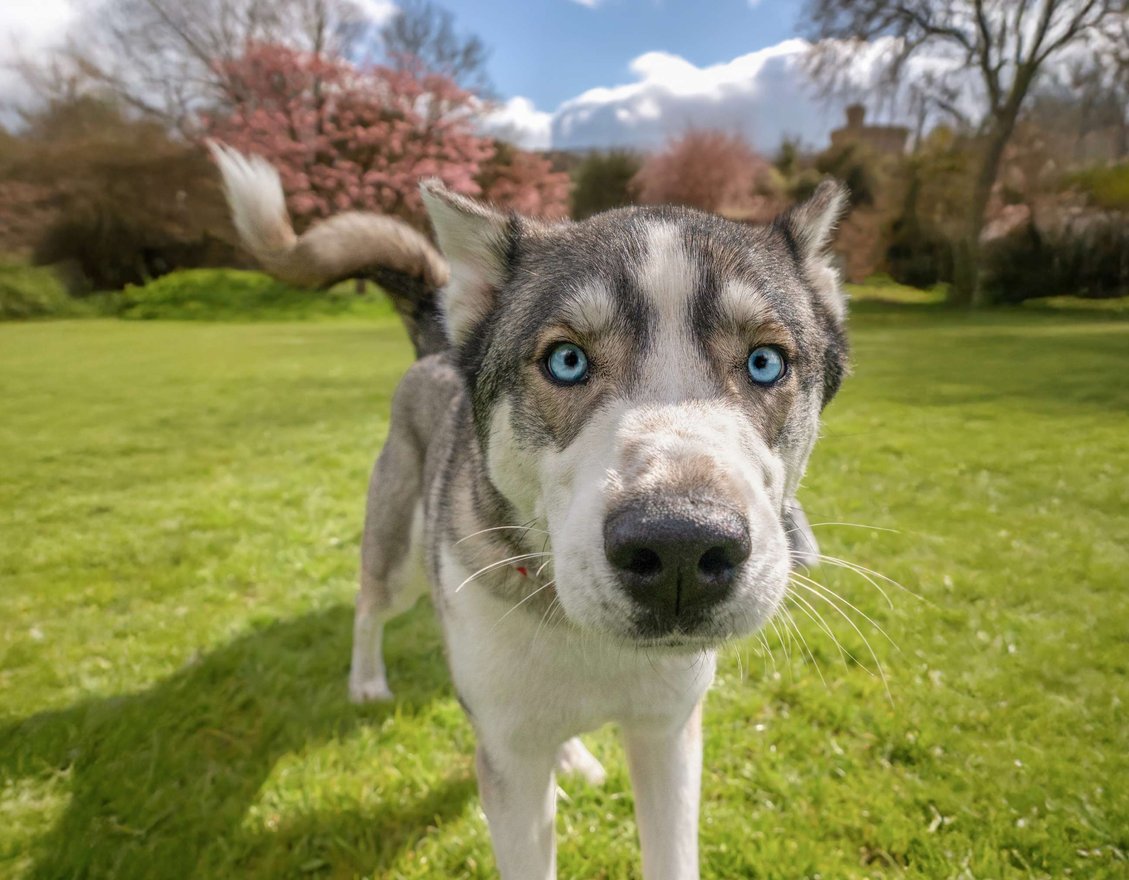 Dog Anxiety Medication: Anti-Anxiety Meds for Dogs (Ships Free) | Chewy RX