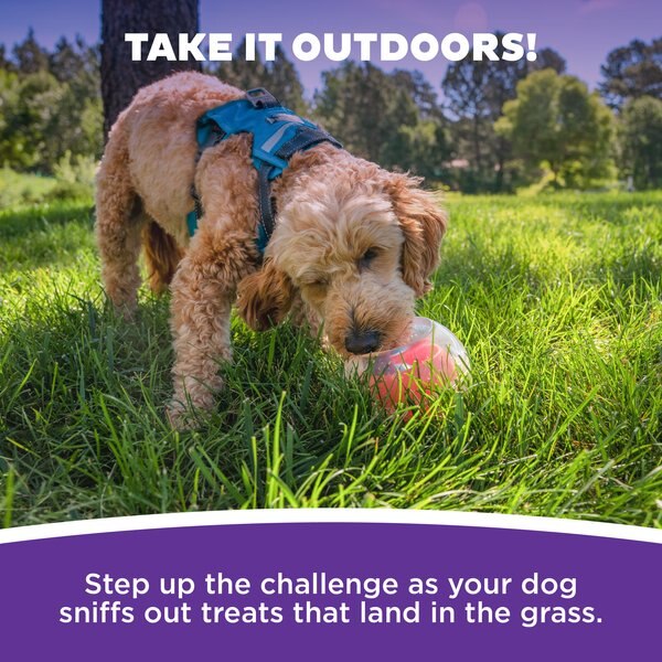 OUTWARD HOUND Dog Rumble Puzzle Ball Puzzle & Treat Maze Interactive ...