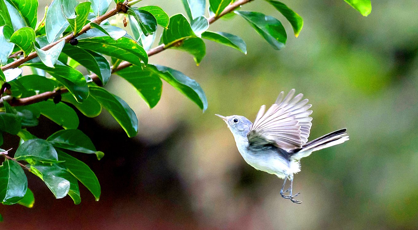 BIRDS CHOICE Hopper FDR Bird Feeder, 3-qt - Chewy.com