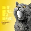 FELANORM (Methimazole) Oral Solution for Cats, 5 mg/mL, 100 mL - Easy ...