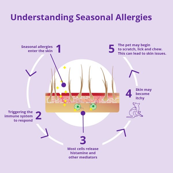 REDONYL Ultra Soft Chews Allergy Supplement for Dogs, 100-mg, 120 count ...