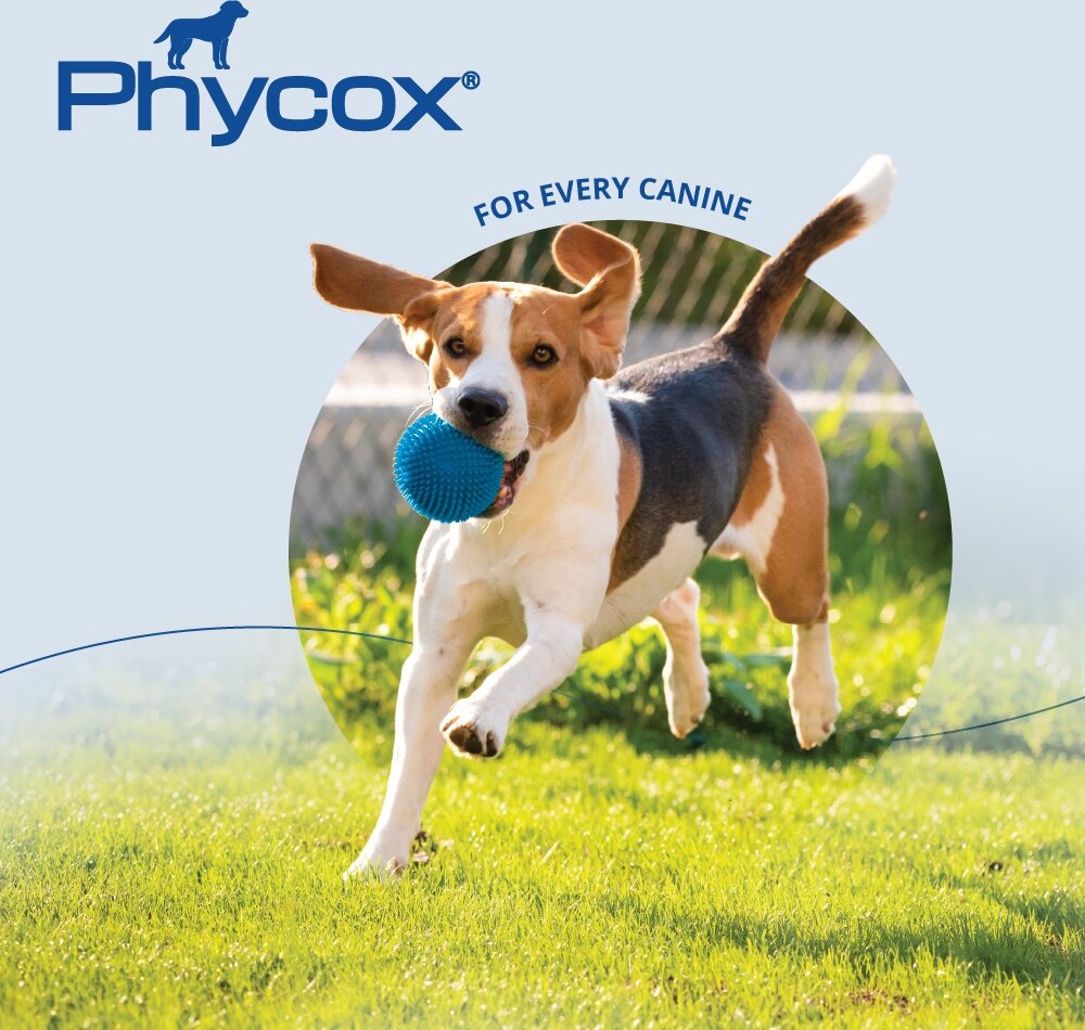 PHYCOX MAX Soft Chews Joint Supplement for Dogs, 90 count - Chewy.com