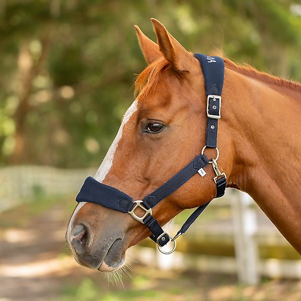 Out of Stock - EQUINAVIA Saga Fleece Padded Breakaway Horse Halter ...