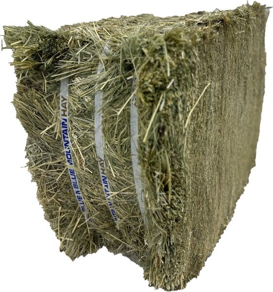 BLUE MOUNTAIN HAY High Altitude Teff Grass Hay Easy Flake Box Horse ...