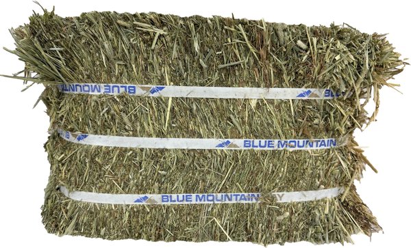 BLUE MOUNTAIN HAY High Altitude Timothy Hay Easy Flake Box Horse Feed ...