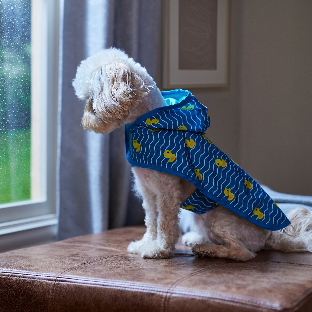 FRISCO Lightweight Rubber Ducky Dog Raincoat, Blue, Small - Chewy.com
