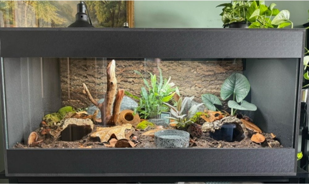 REPTILE KAGES 4x2x2 Premium PVC Reptile Enclosure with Side Vents, 110 ...