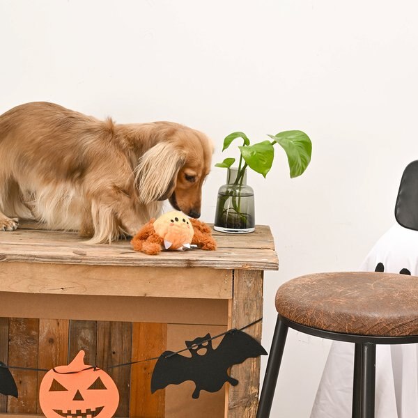 HUGSMART PET Howloween Night Spider Dog Toy - Chewy.com